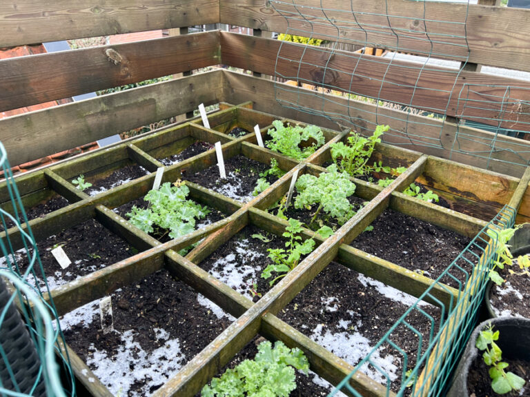 Moestuin plan 2023 - Miss Sentinelli